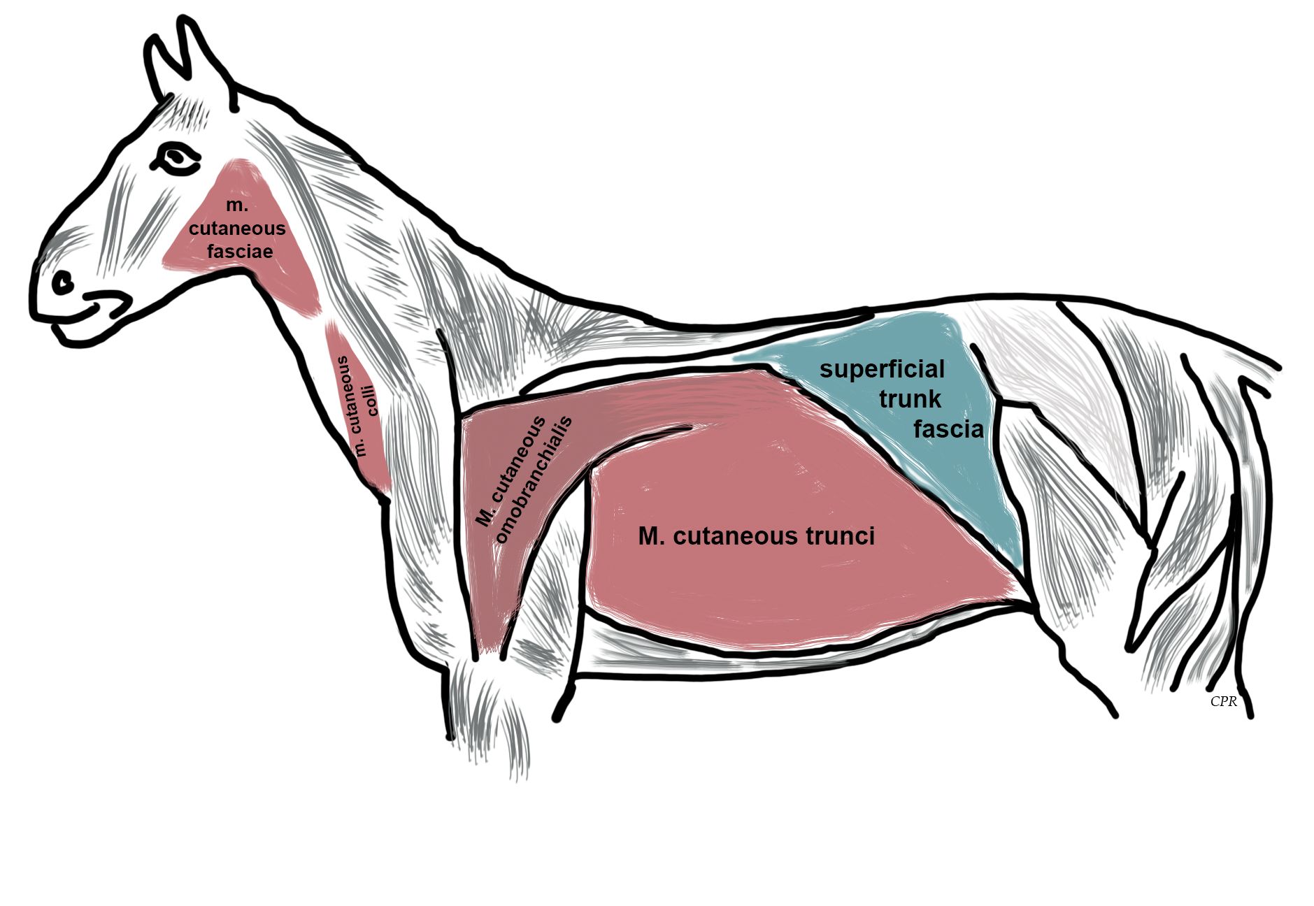 A fly went by ... - Hands for horses